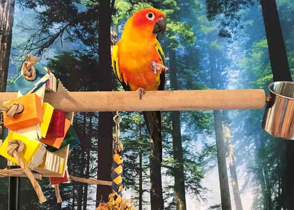 10 Things Only Bird Owners Experience | Poodles and Parrots