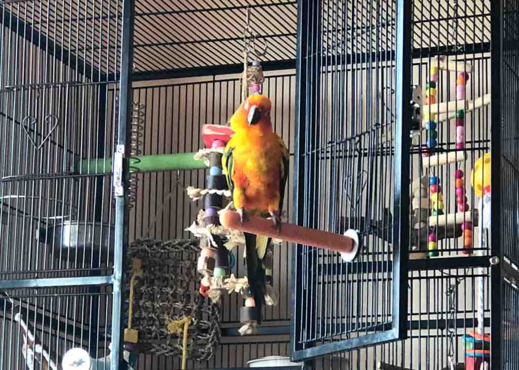 10 Things Only Bird Owners Experience | Poodles and Parrots