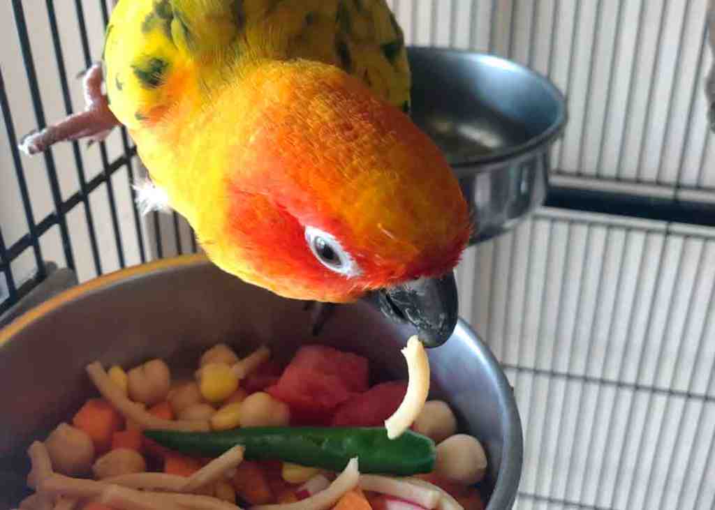 Sun Conure Profile - All The Facts You Need To Know | Poodles and Parrots