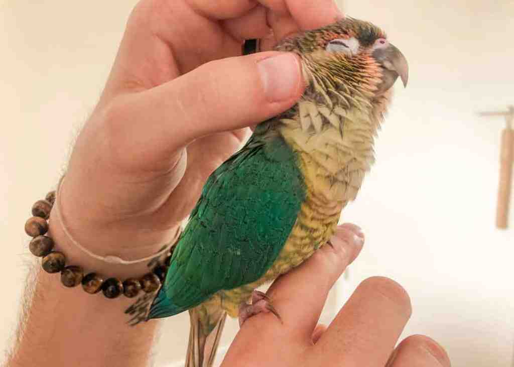 How To Bond With Your Bird | Poodles and Parrots