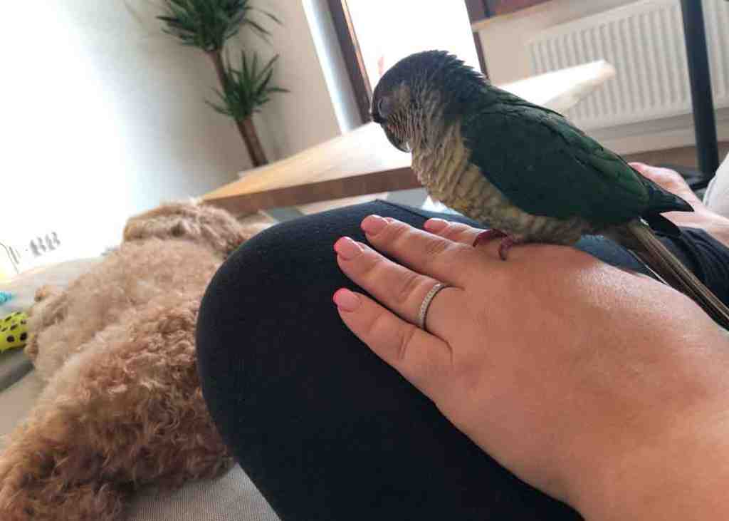 How To Bond With Your Bird | Poodles and Parrots