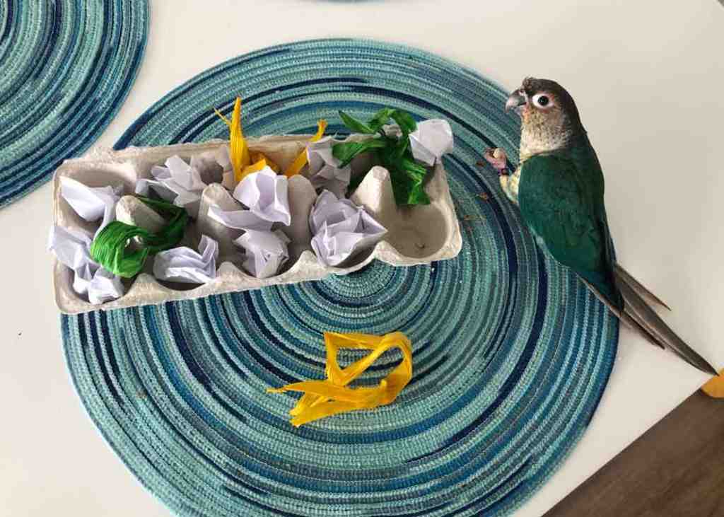 How To Bond With Your Bird | Poodles and Parrots