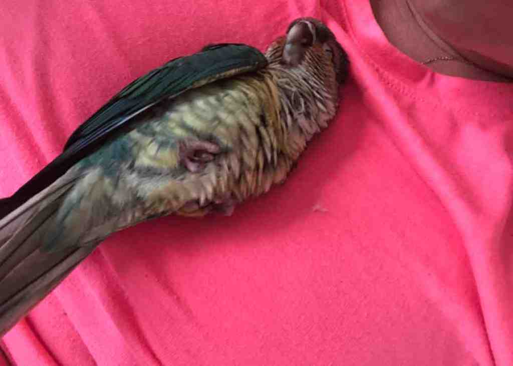 How To Bond With Your Bird | Poodles and Parrots