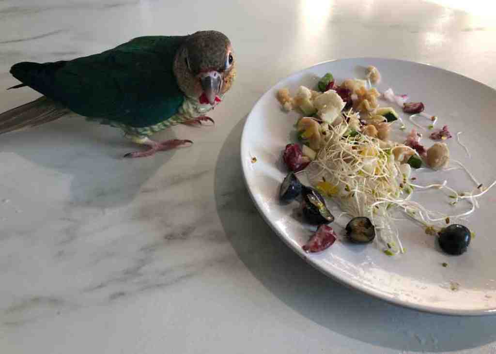 How To Bond With Your Bird | Poodles and Parrots