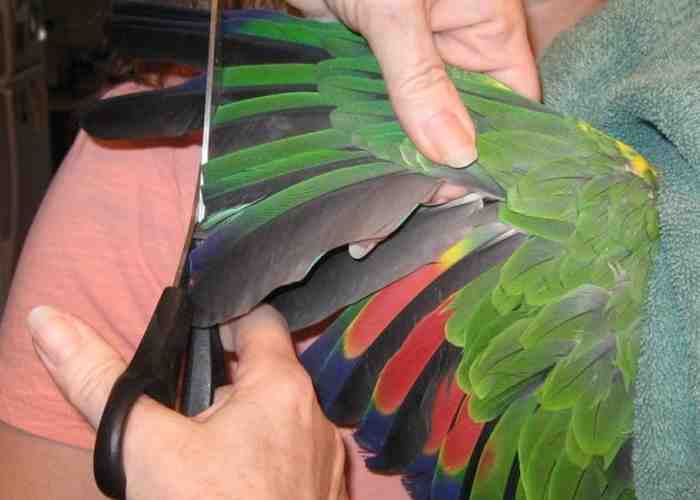 Signs of a sick bird | Poodles and Parrots